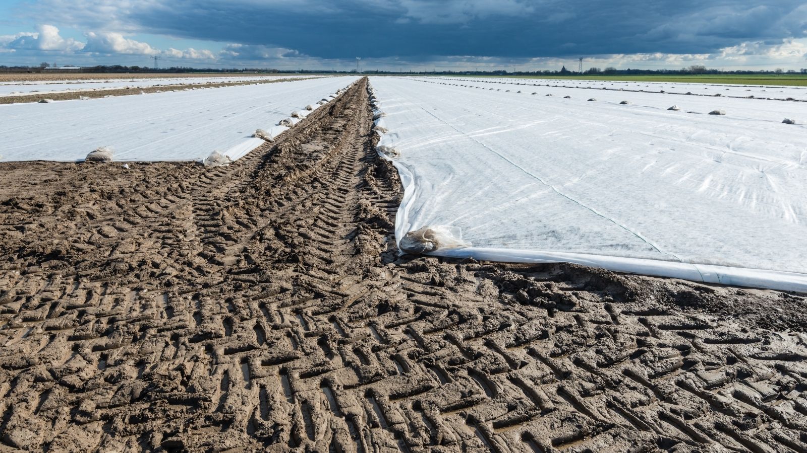 Concept | Papillons H2020