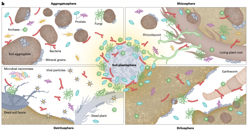 The soil plastisphere | Papillons H2020