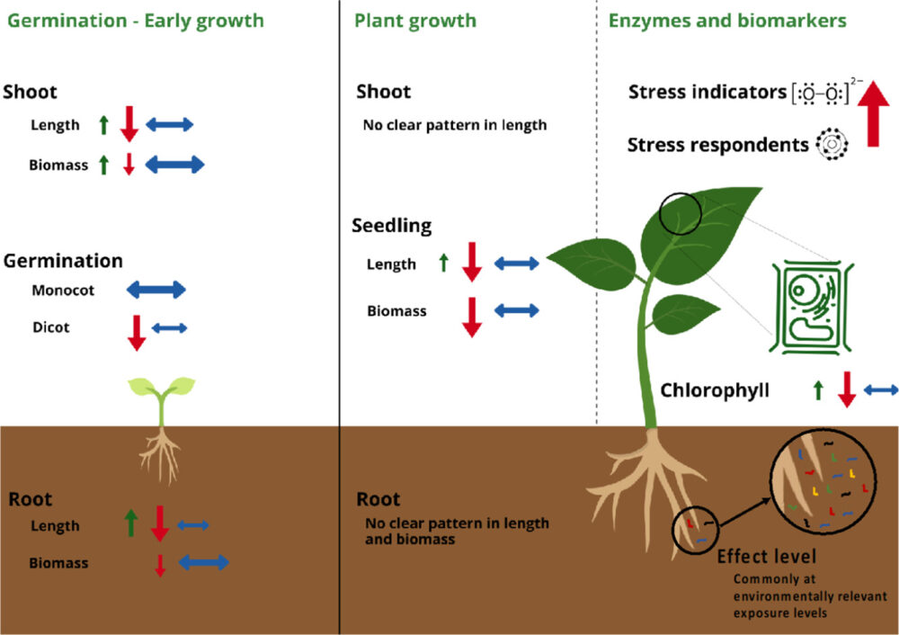 Unraveling The Effects Of Nano And Microplastics Nmps On Terrestrial